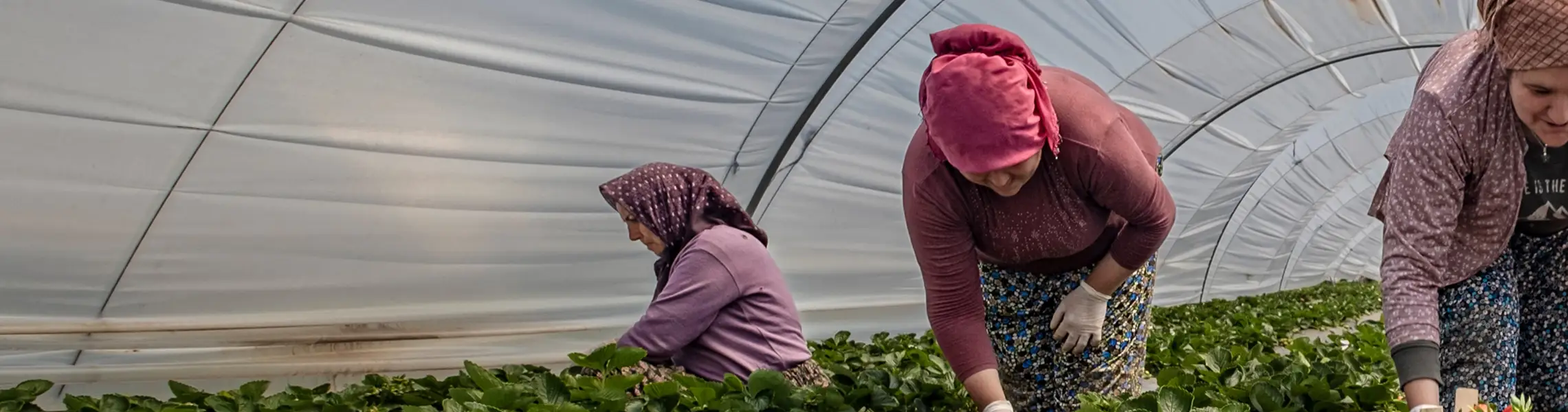 Polyethylene - PE - RAI -GLOBAL DISTRIBUTORS OF POLYMERS